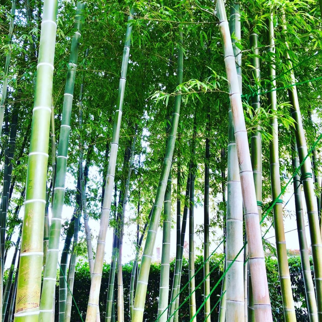Bamboo forests in Tokyo – hidden bamboo forest spots | Connect Japan ...