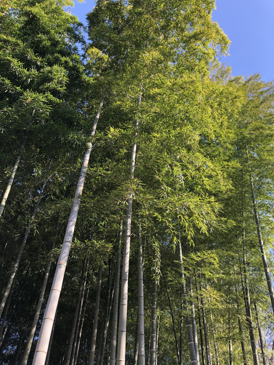 Bamboo forests in Tokyo – hidden bamboo forest spots | Connect Japan ...
