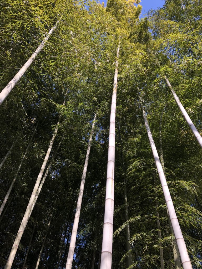 Bamboo forests in Tokyo – hidden bamboo forest spots | Connect Japan ...