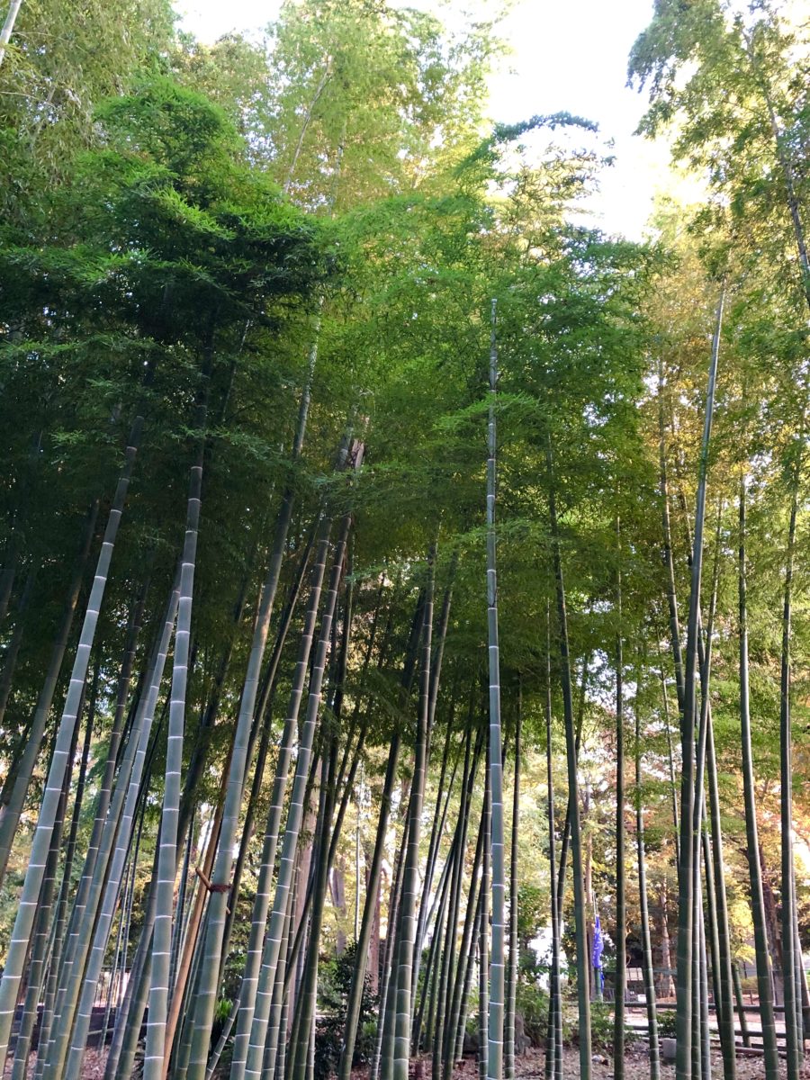 Bamboo forests in Tokyo – hidden bamboo forest spots | Connect Japan ...